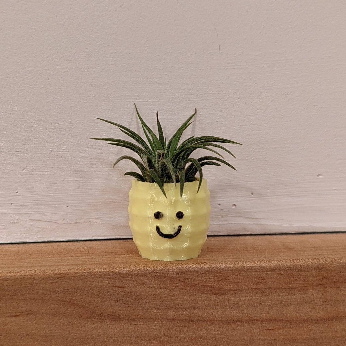 3D Printed Air Plant Holder – TheMakerBeanCafe